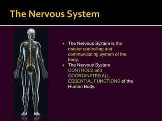Nervous System Background Powerpoint