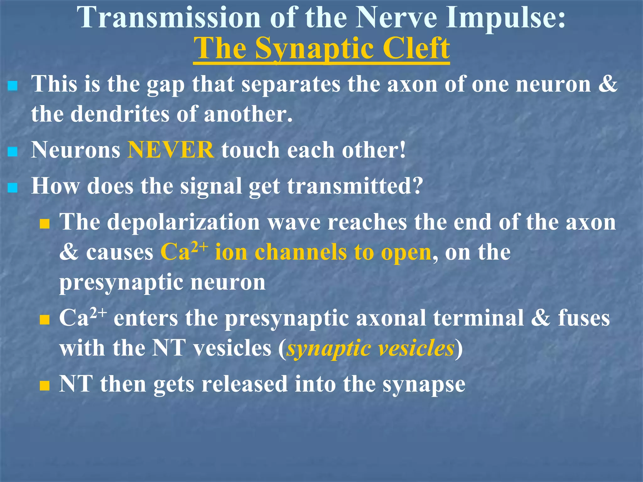 The nervous system with questions | PPTX