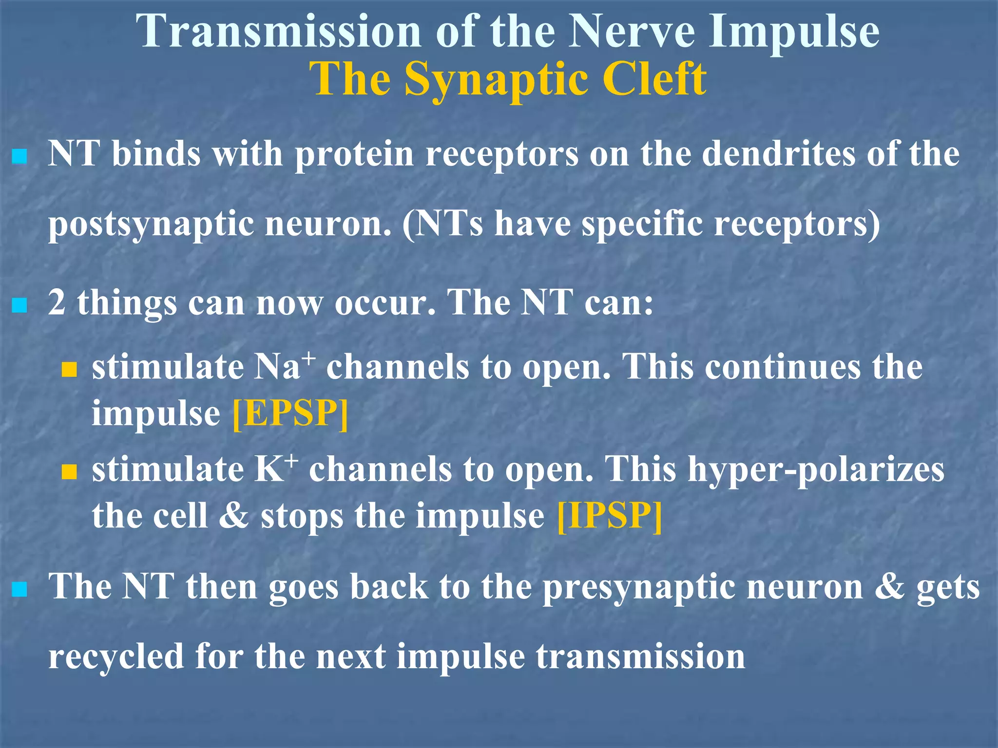 The nervous system with questions | PPTX