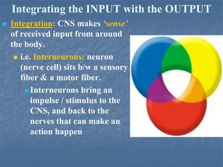 The nervous system with questions | PPTX