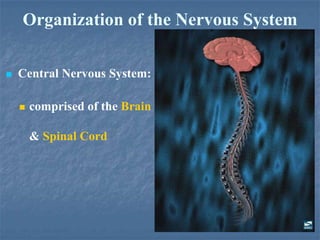 The nervous system with questions | PPTX
