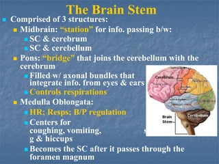 The nervous system with questions | PPTX