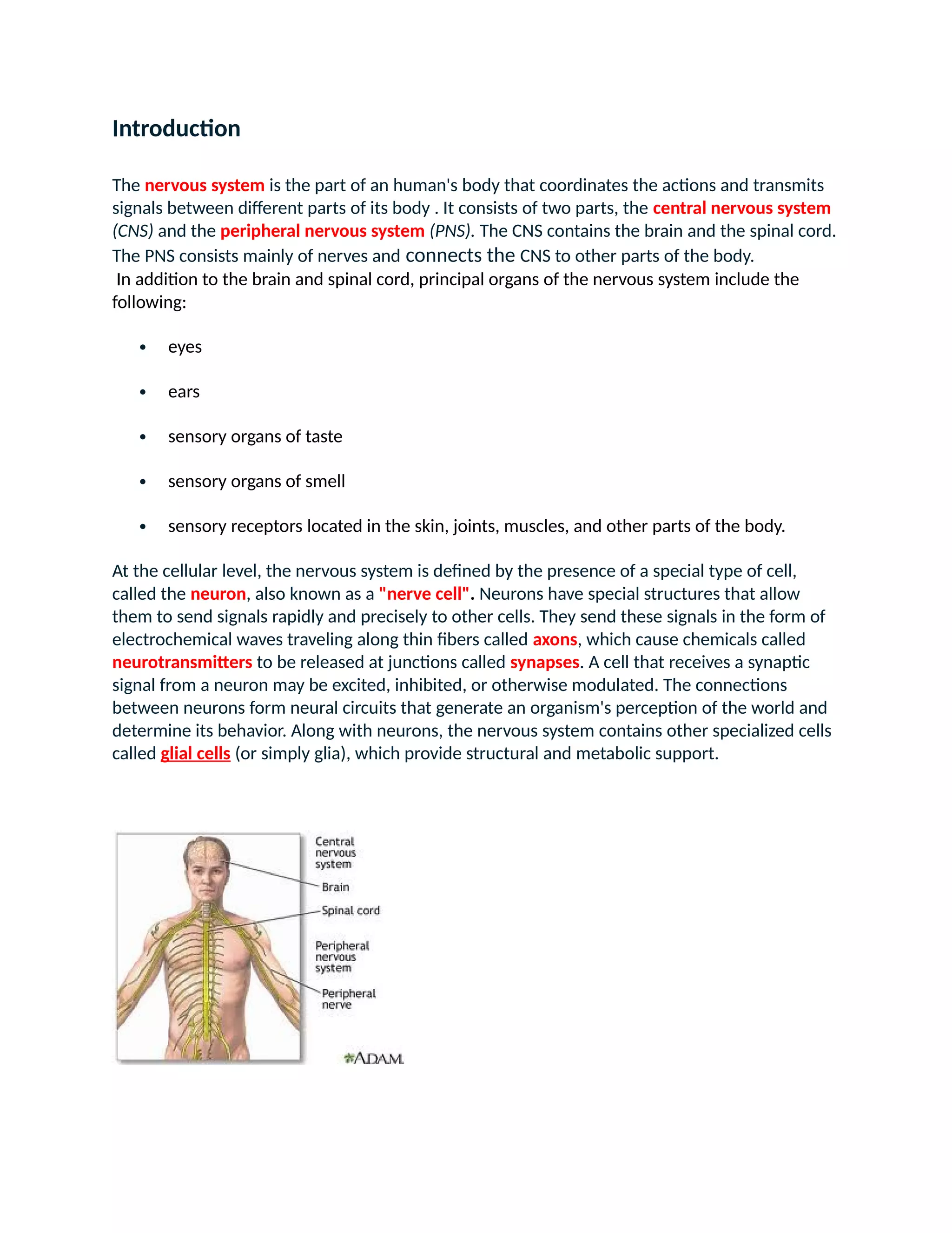 The nervous system | PDF