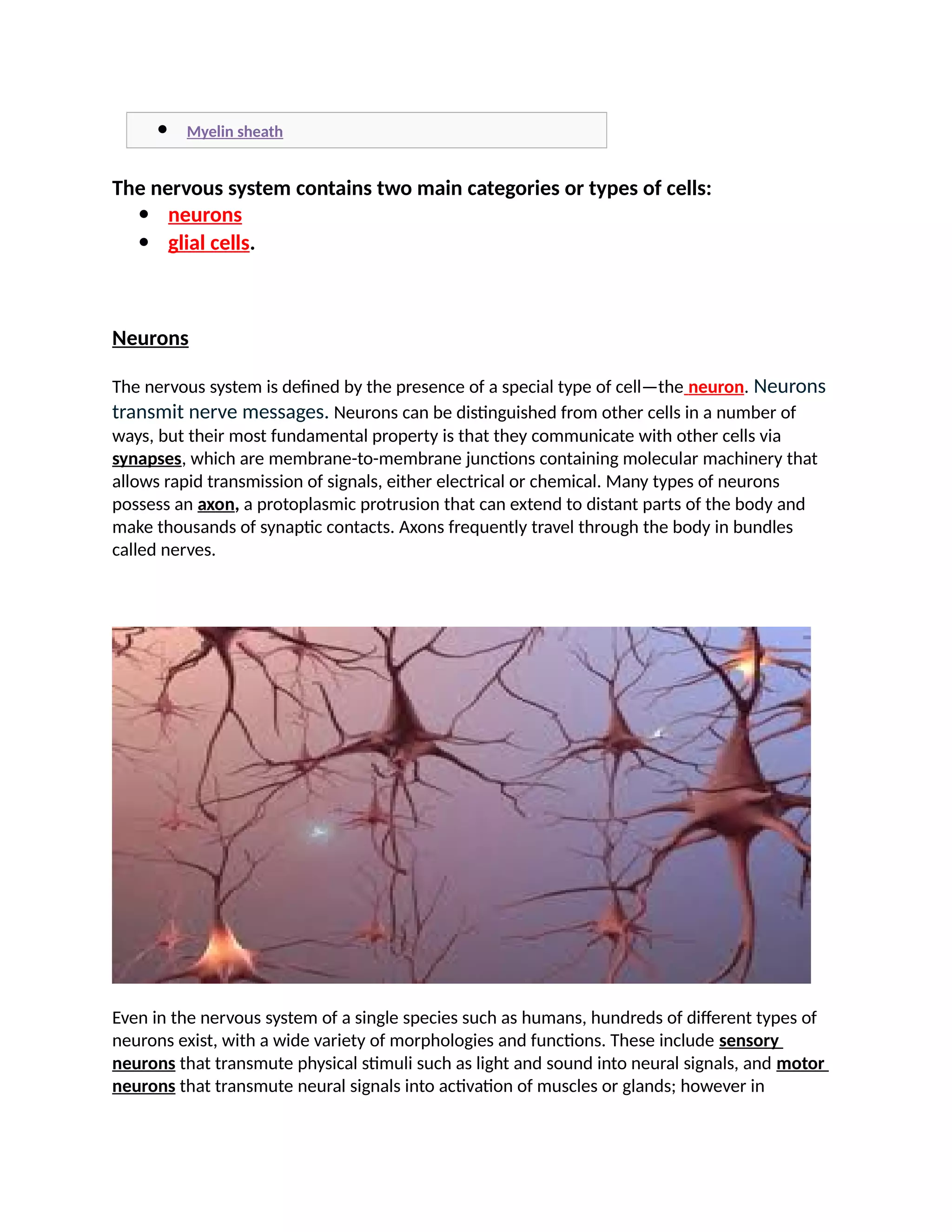 The nervous system | PDF