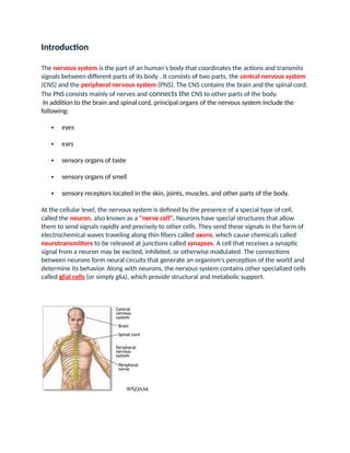 The nervous system | PDF