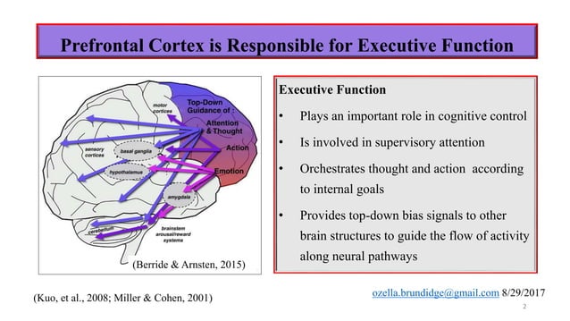 The neural correlates of executive function | PPT