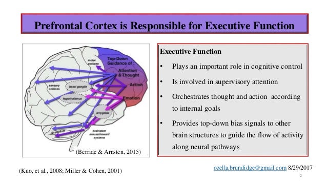 The neural correlates of executive function