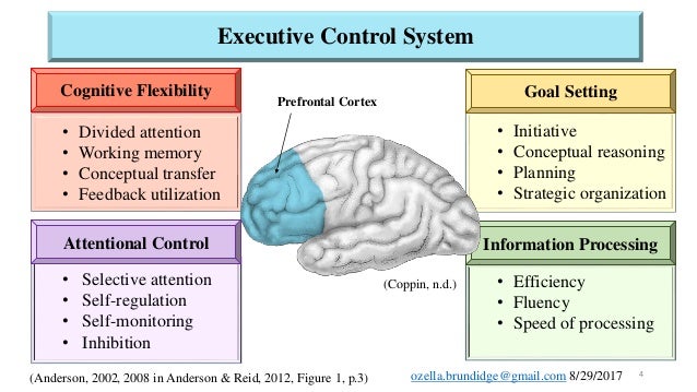 The neural correlates of executive function