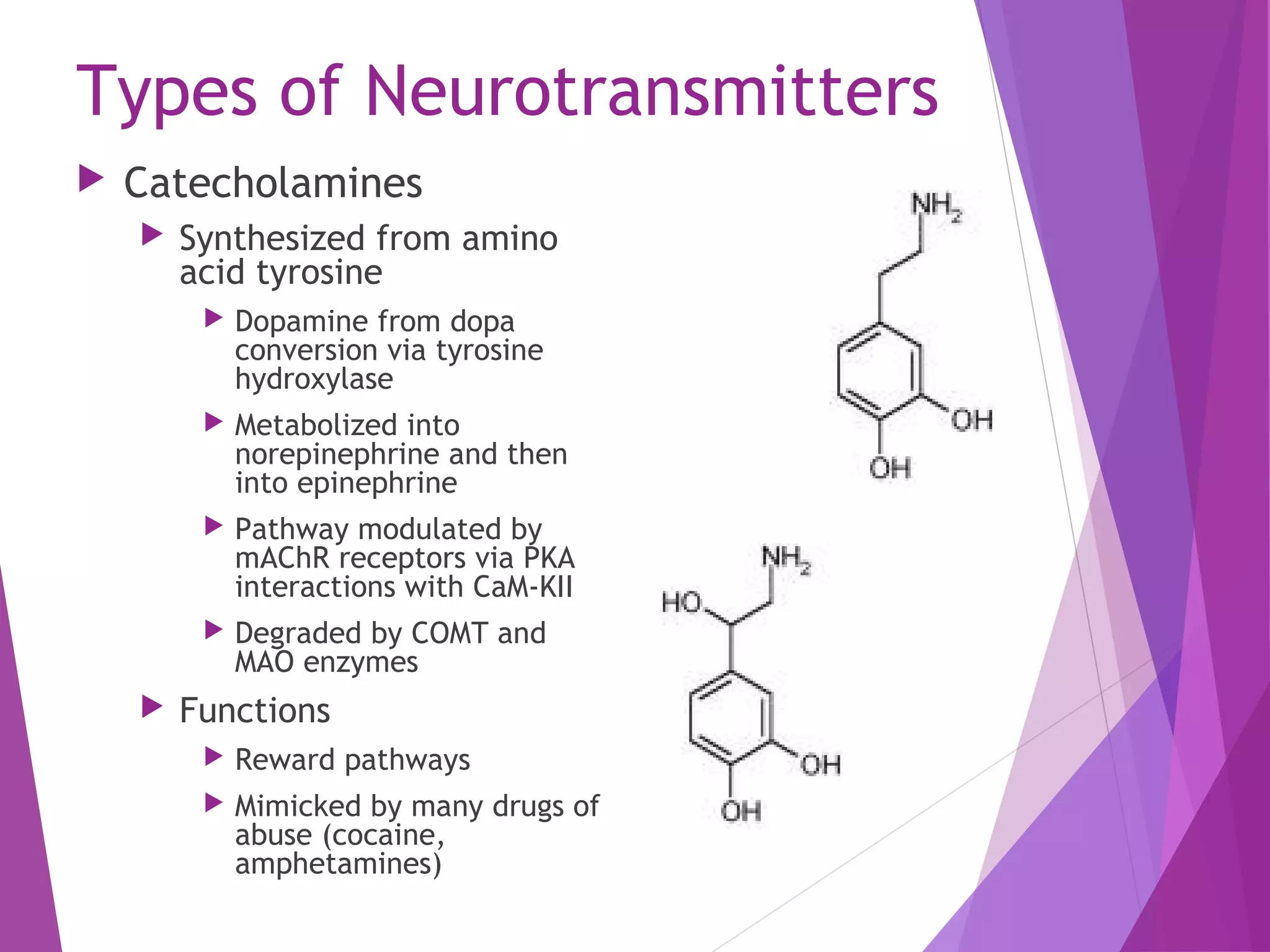 The Neurobiology of Addiction | PPT