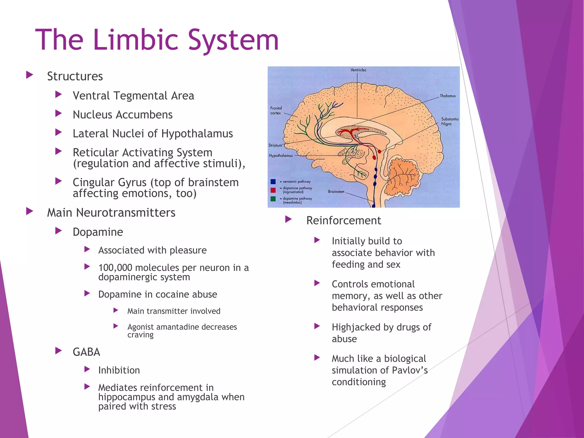 The Neurobiology of Addiction | PPT