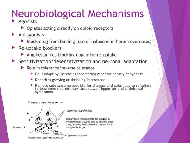 The Neurobiology of Addiction | PPT