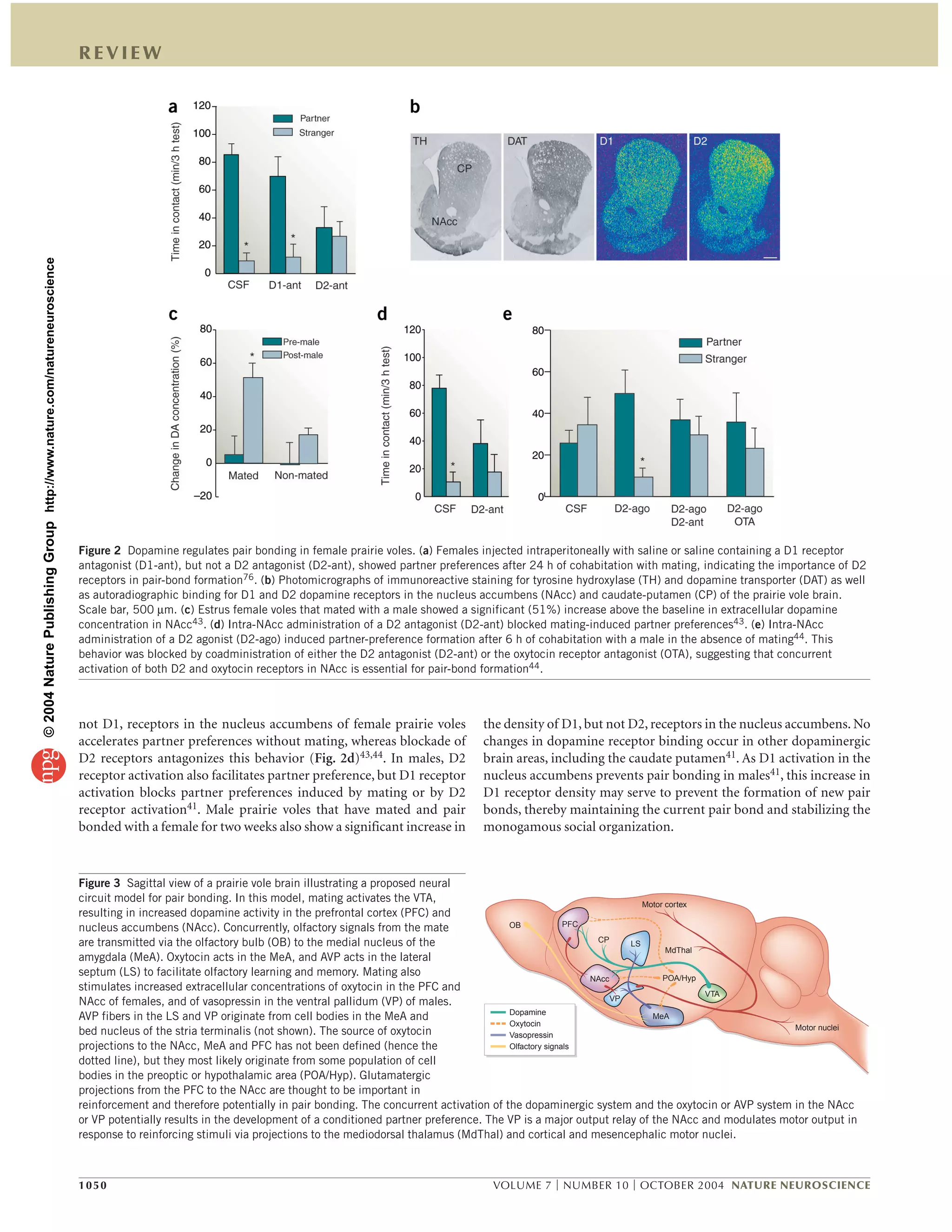 The neurobiology of pair bonding | PDF | Chemistry | Science