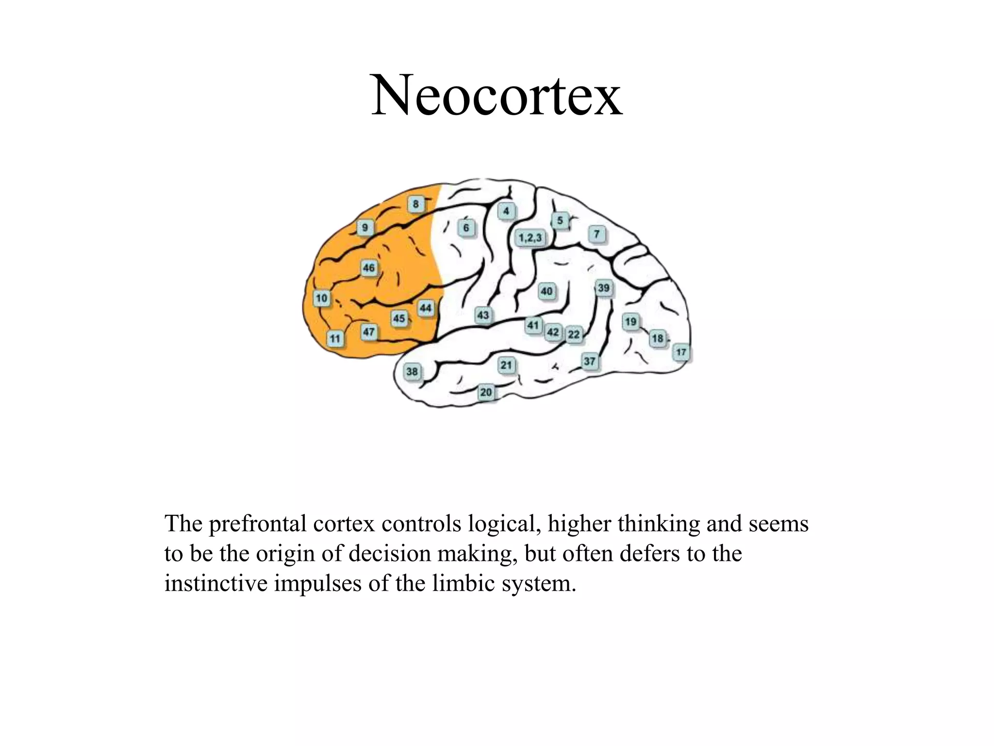 The Neurobiology of Procrastination | PPTX