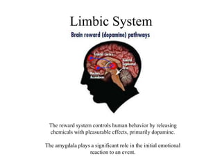 The Neurobiology of Procrastination | PPTX