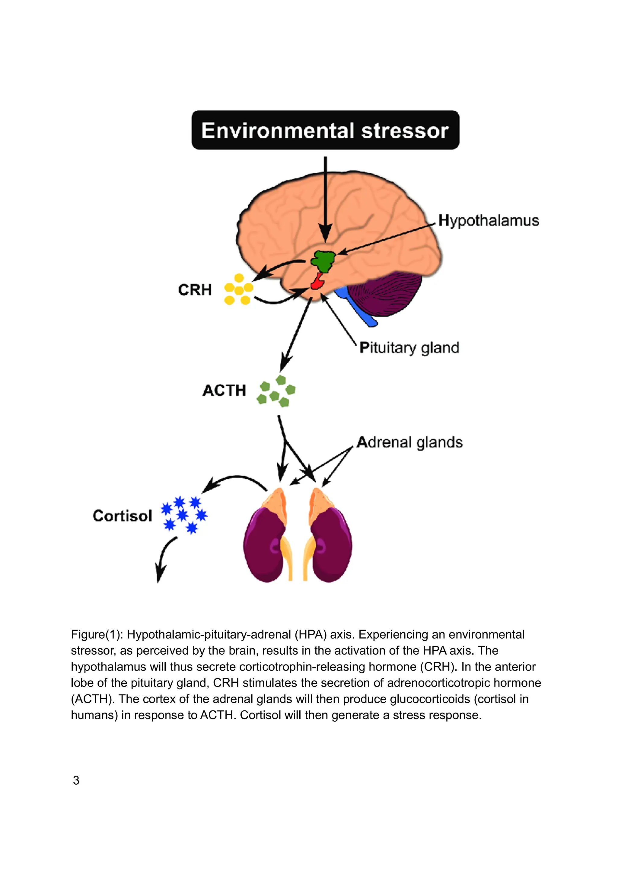 The Neurobiology of Stress: Analyzing the Stress Response in Everyday ...