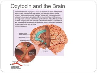 The neurobiology of trust | PPTX