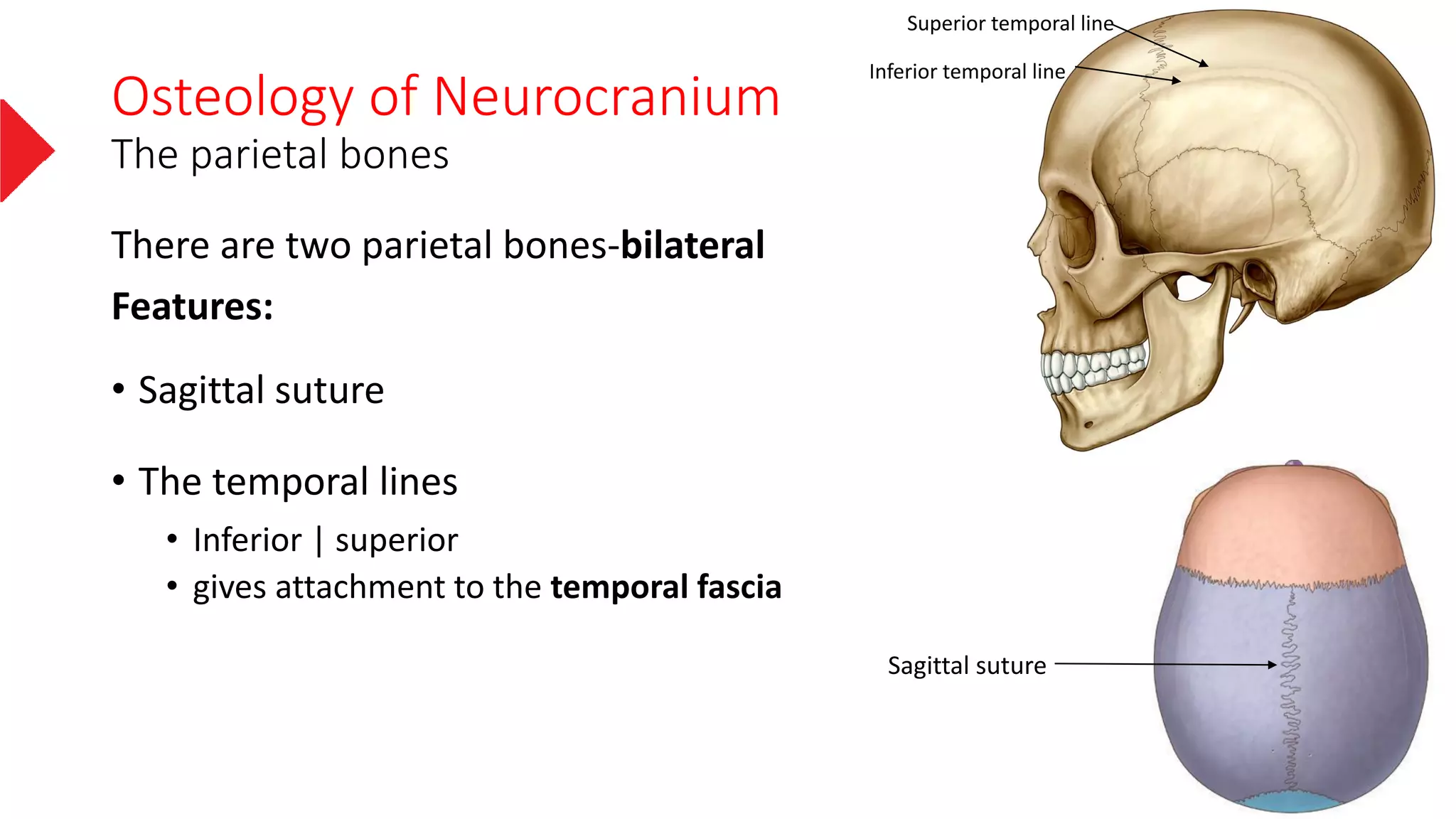 The neurocranium | PDF