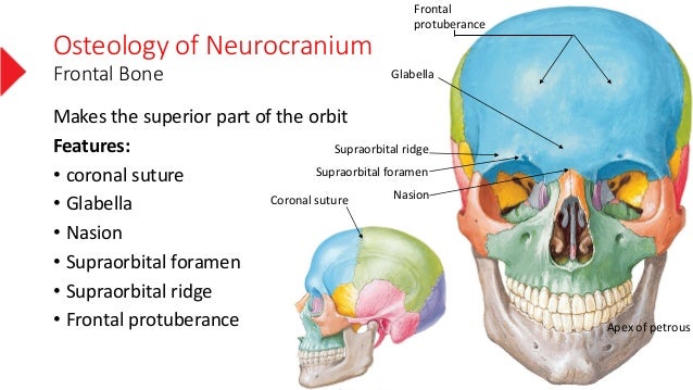 The neurocranium