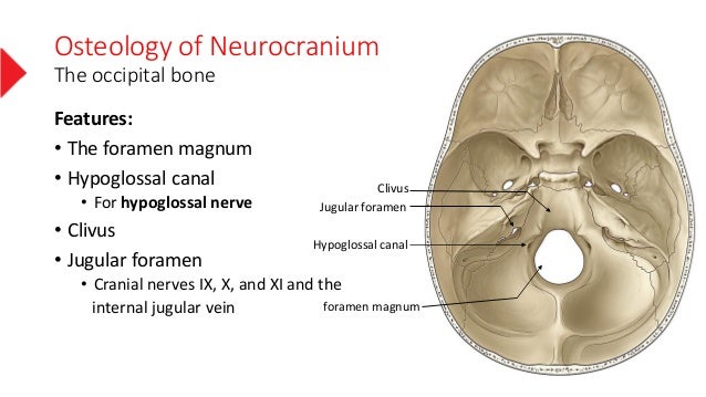 The neurocranium