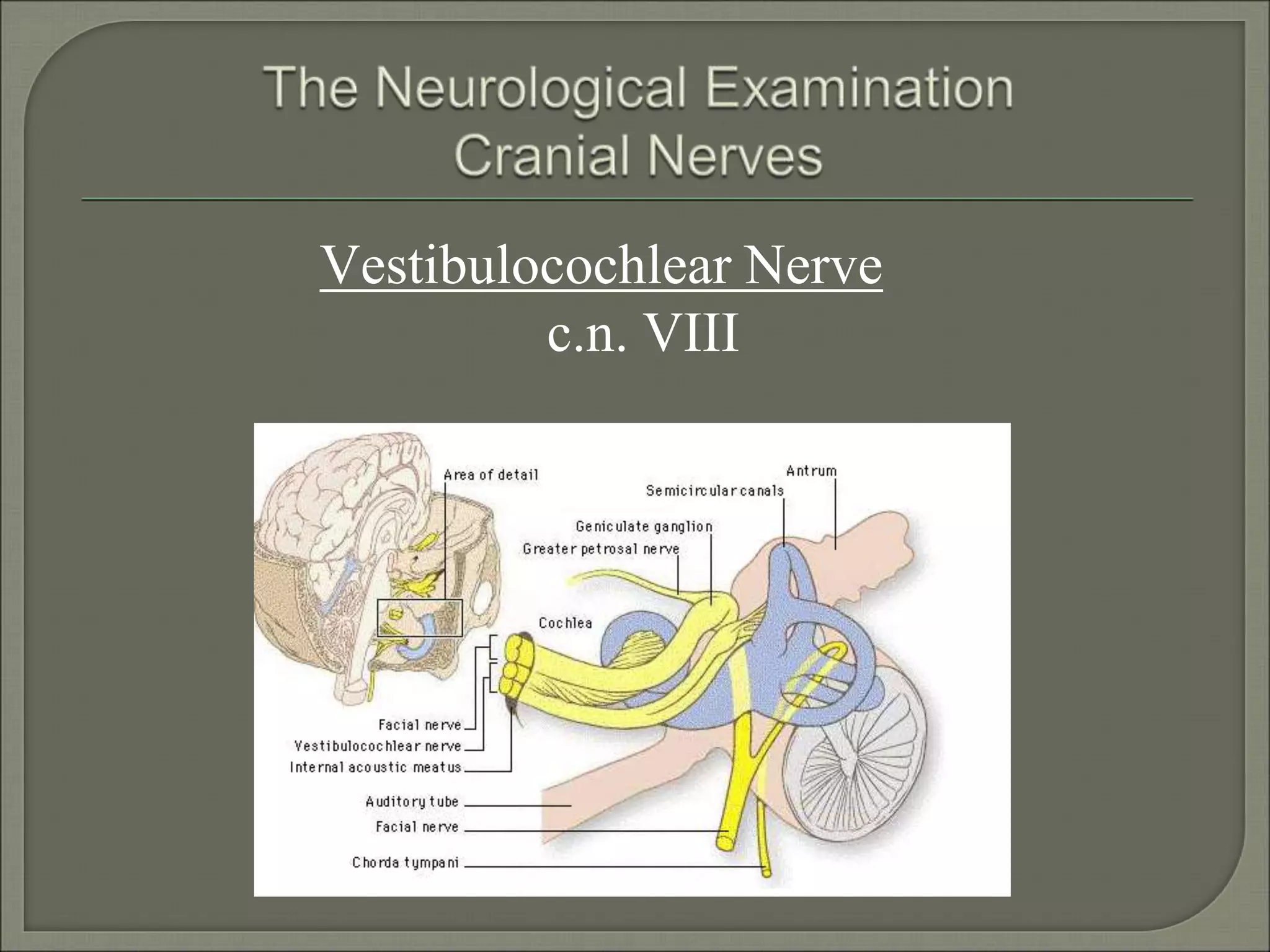 The Neuro Exam.pptx