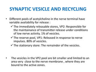 The neuromuscular physiology | PPTX