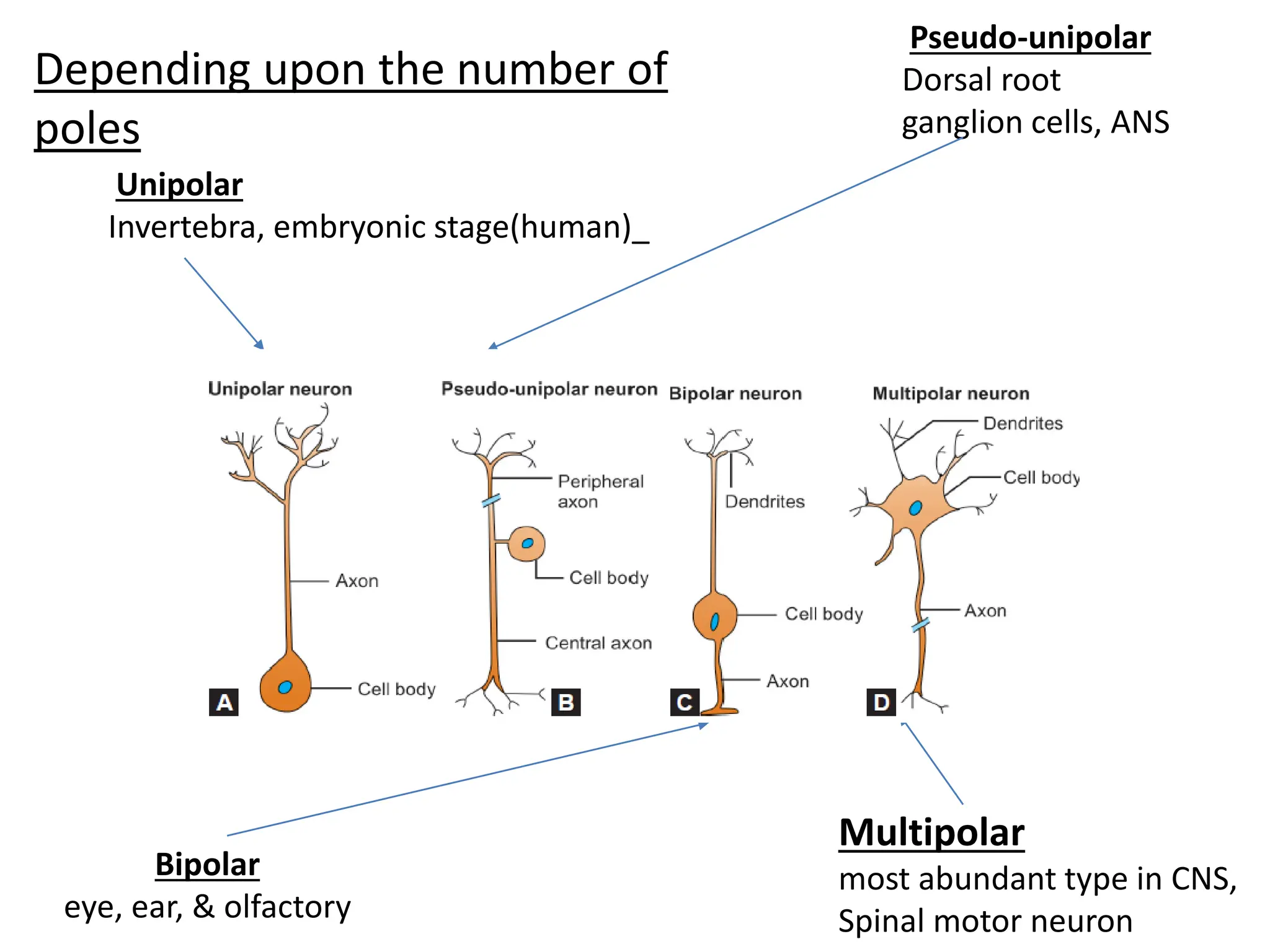 The Neuron.pdf