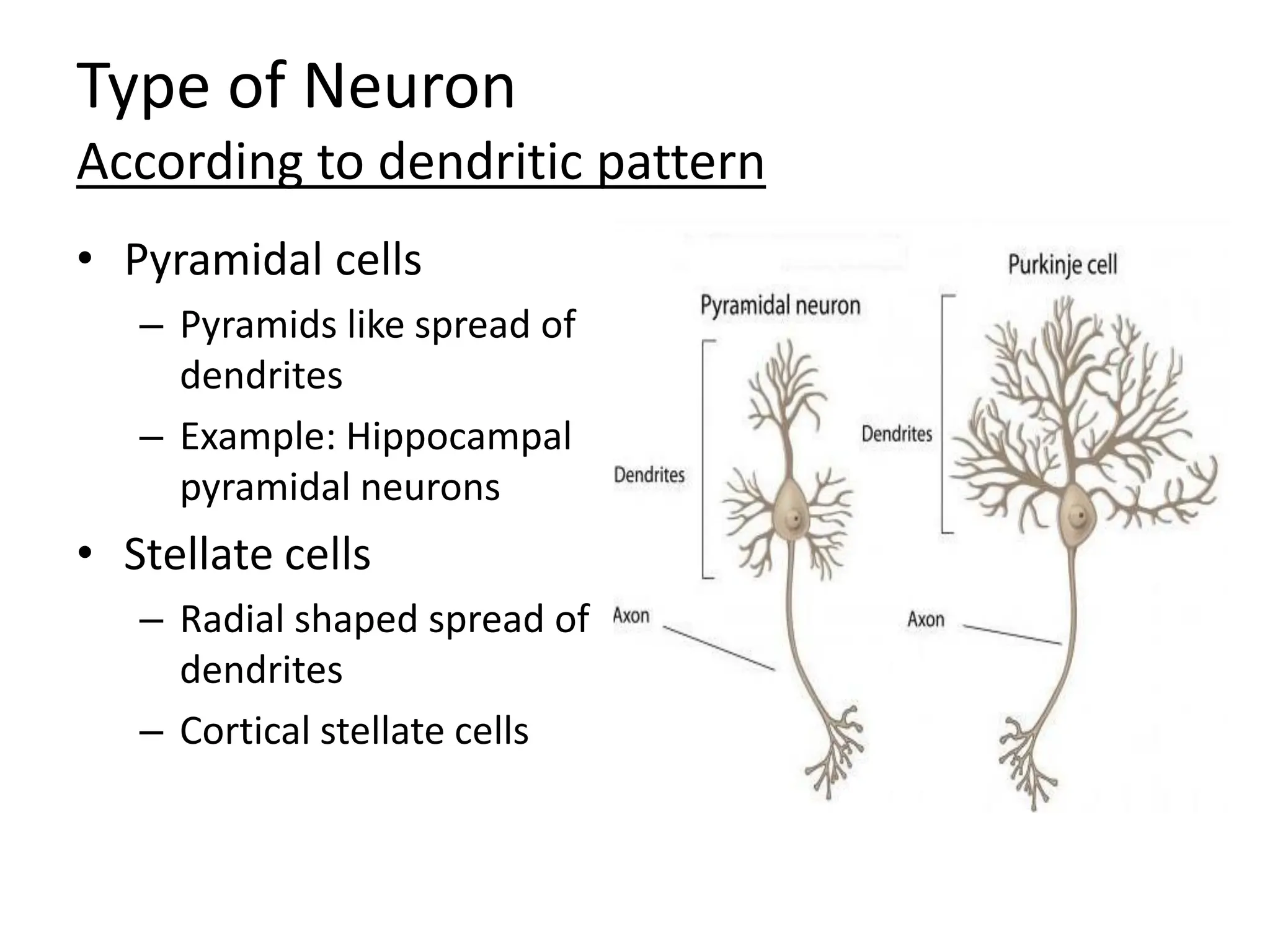The Neuron.pdf