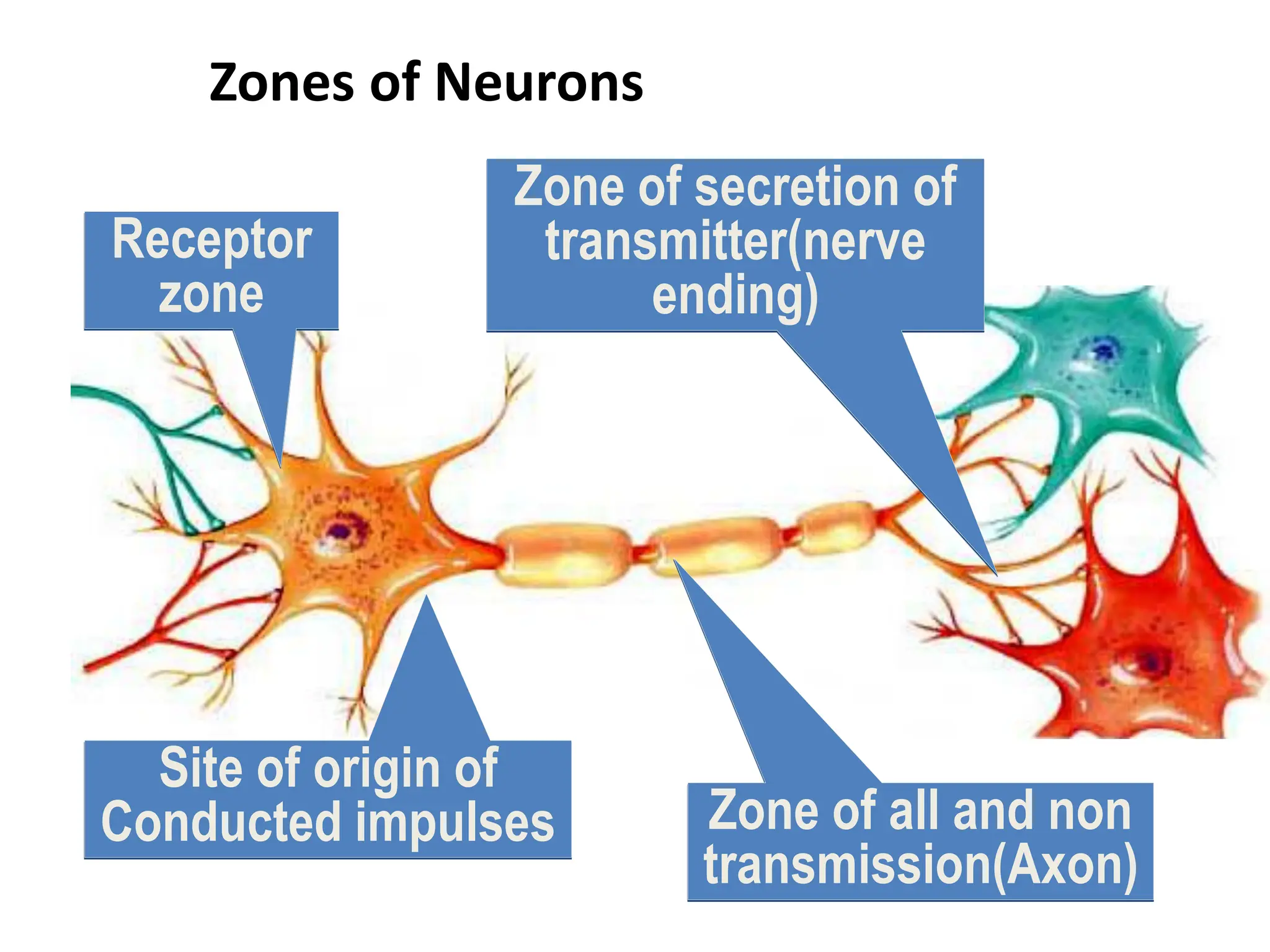The Neuron.pdf