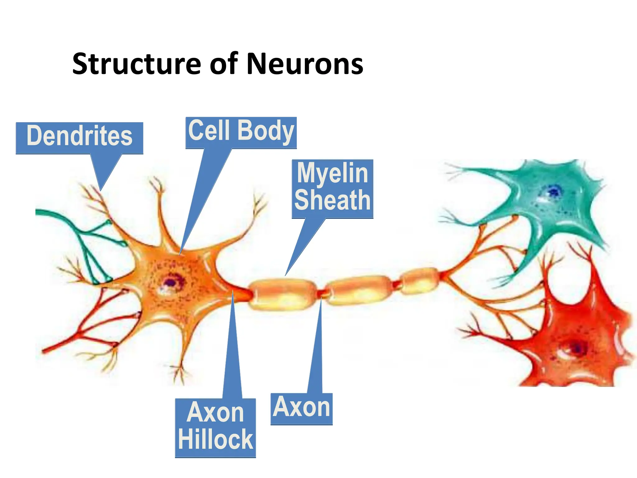 The Neuron.pdf