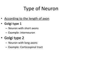 The Neuron.pdf