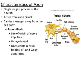 The Neuron.pdf