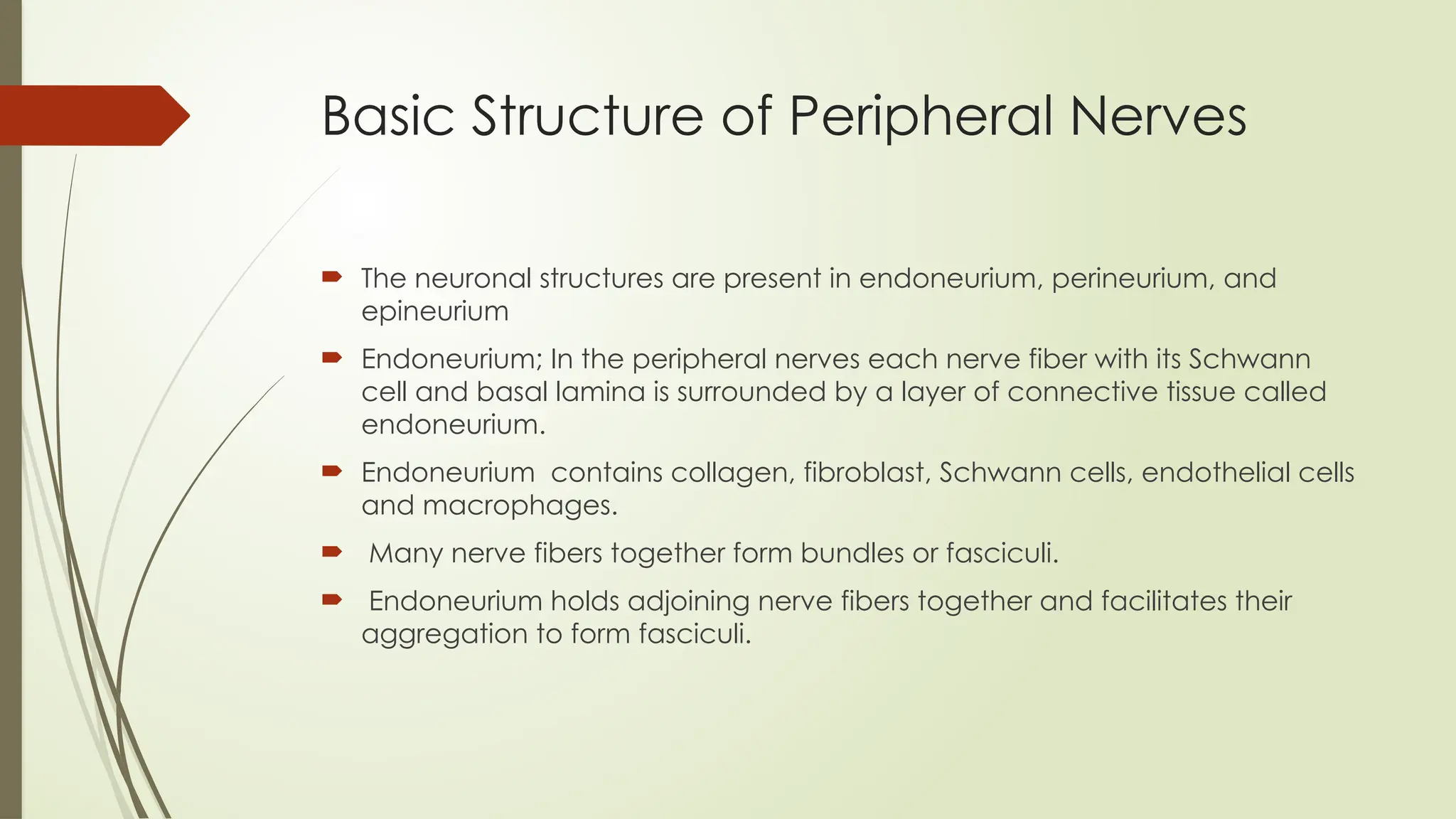 The Neuron 2024 and it's functions and adaptions | PPT