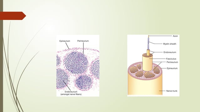 The Neuron 2024 and it's functions and adaptions | PPT