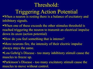 The Neuron and Action Potential PPT. ppt | PPT