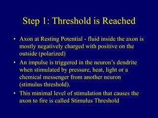 The Neuron and Action Potential PPT. ppt | PPT