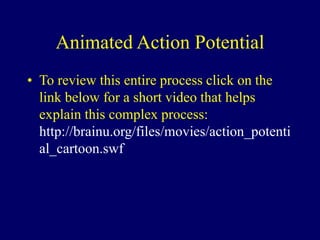 The Neuron and Action Potential PPT. ppt | PPT