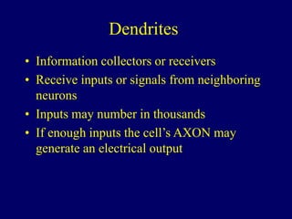 The Neuron and Action Potential PPT. ppt | PPT