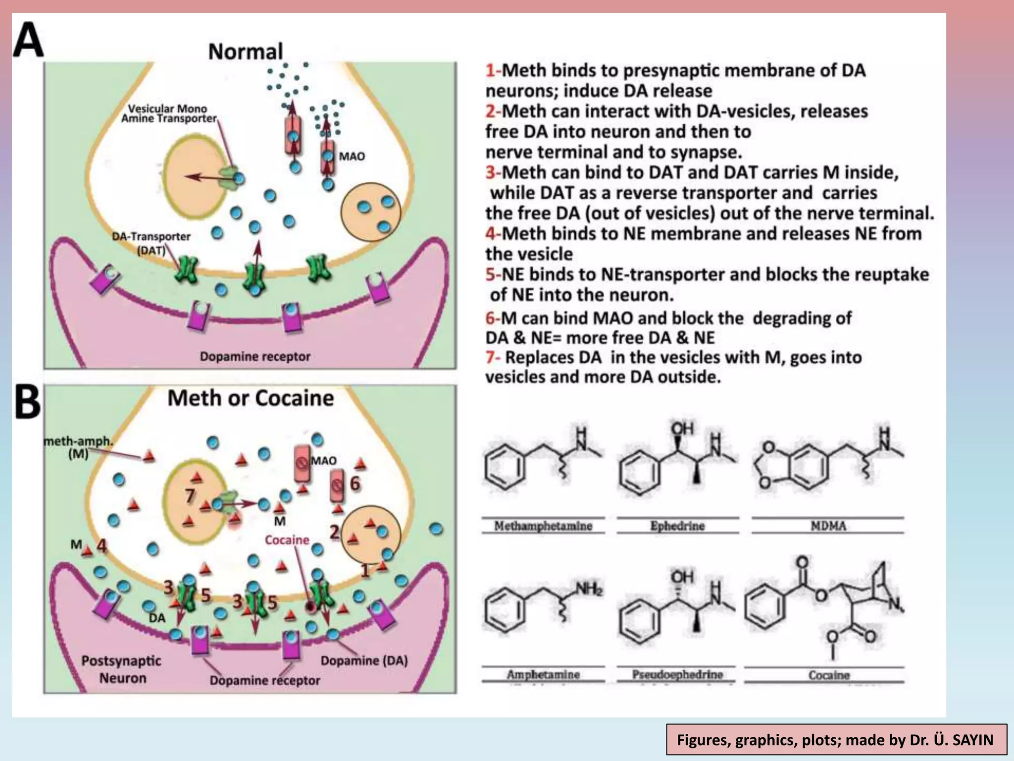 The neuroscience of desire, pleasure, love | PPTX