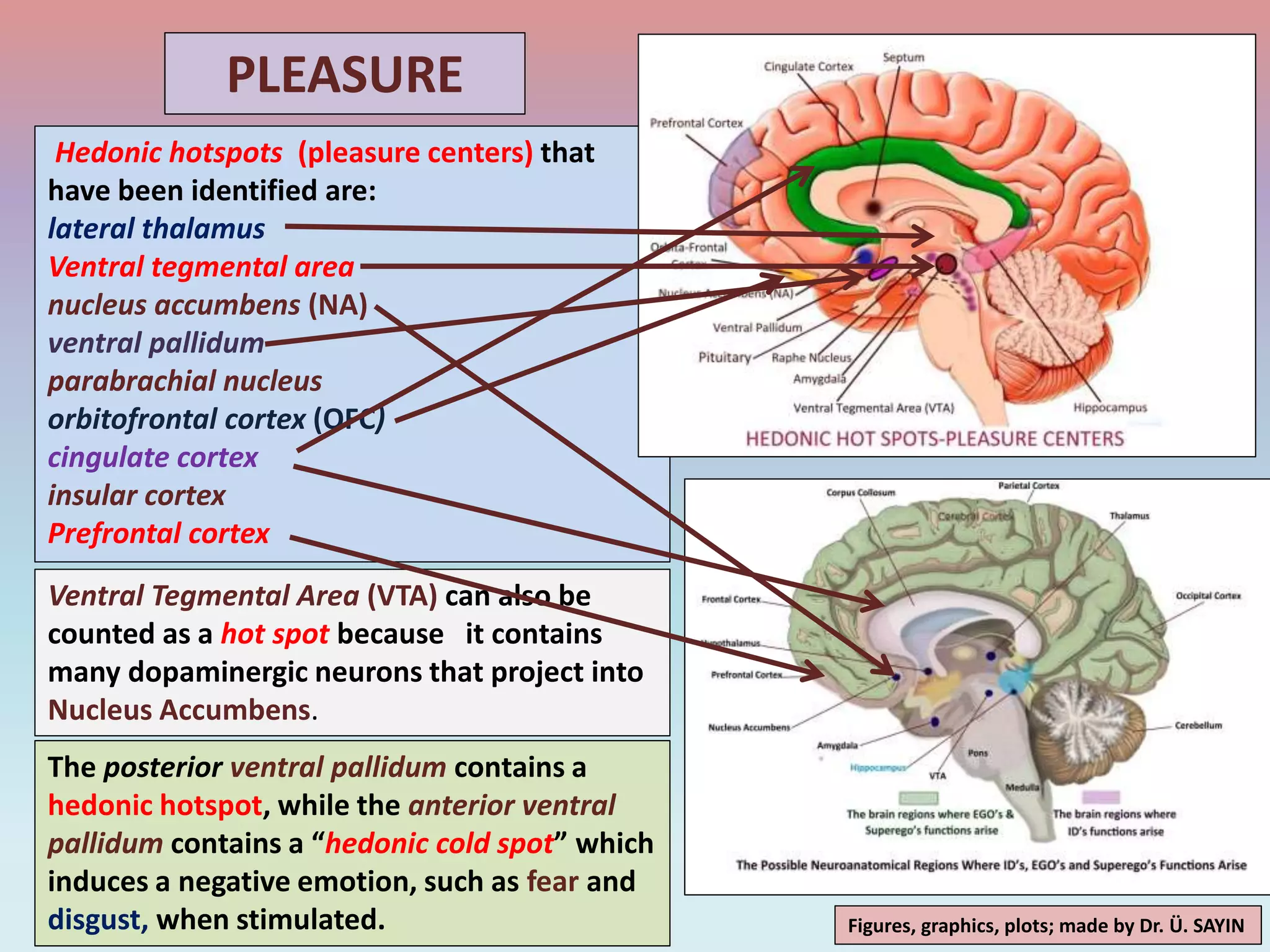 The neuroscience of desire, pleasure, love | PPTX