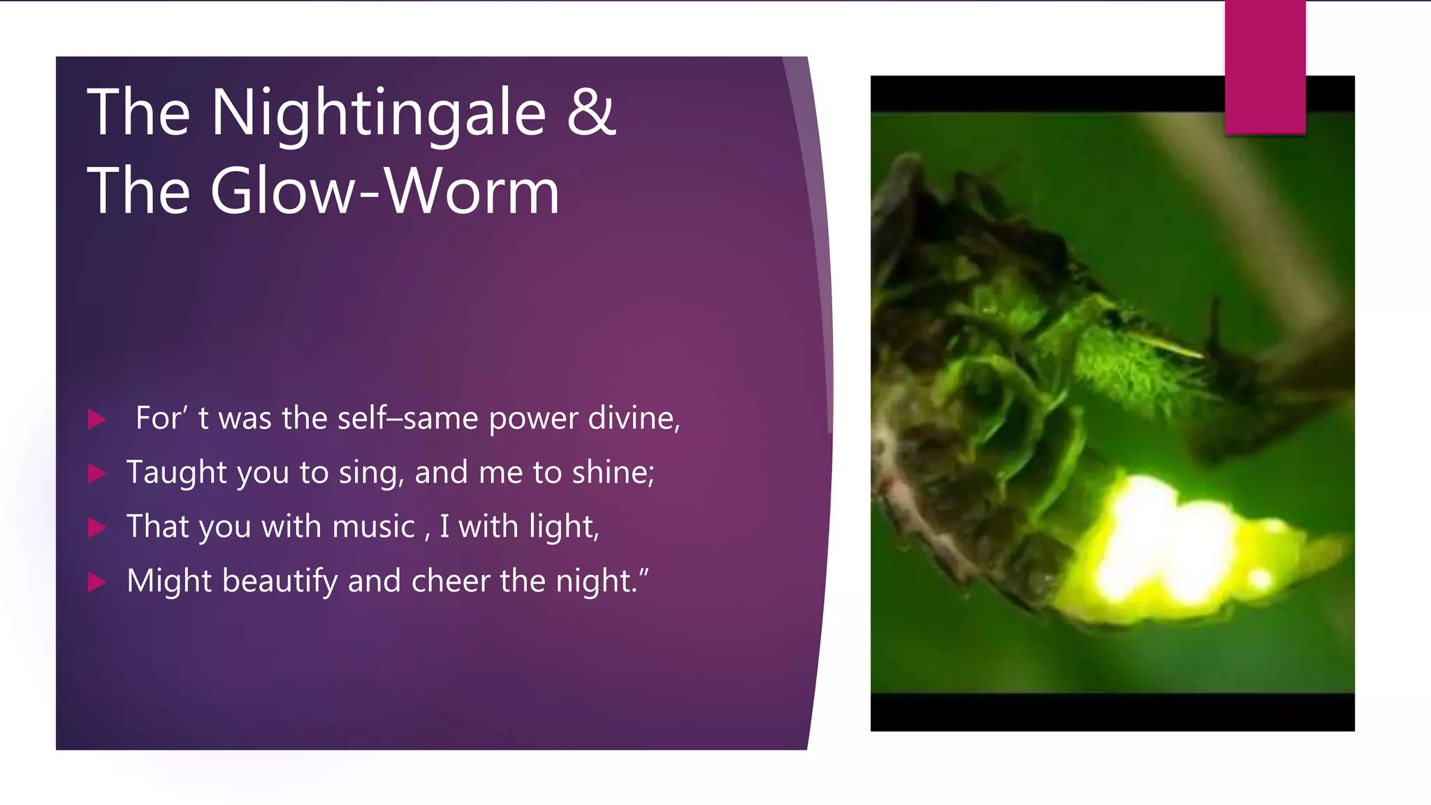 The Nightingale & The Glow Worm | PPTX