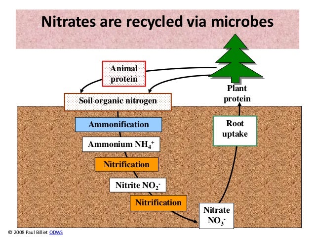 The nitrogen cycle