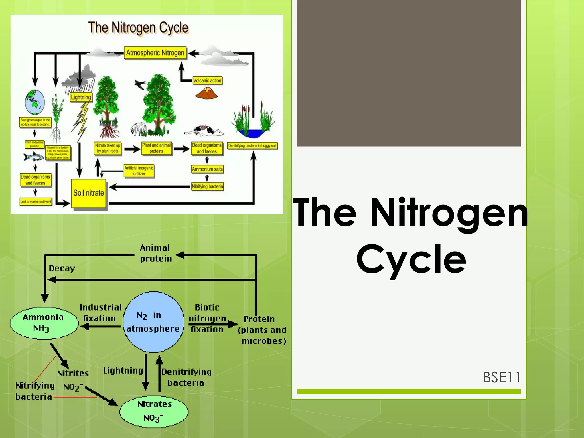 The Nitrogen Cycle | PPT