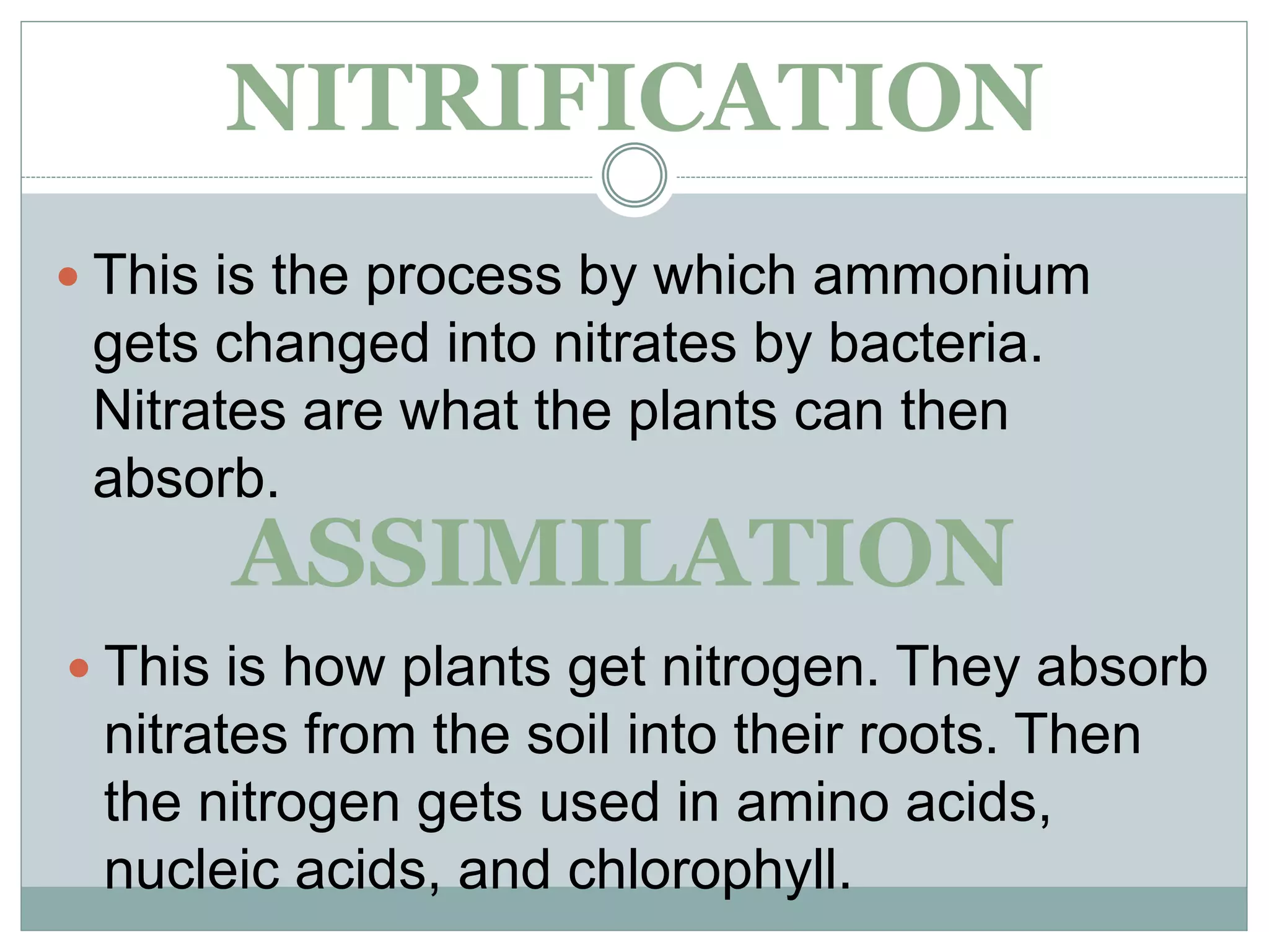 The Nitrogen Cycle | PPTX