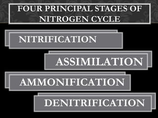 The Nitrogen Cycle | PPT