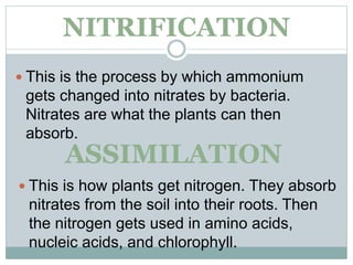 The Nitrogen Cycle | PPT