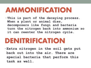 The Nitrogen Cycle | PPT