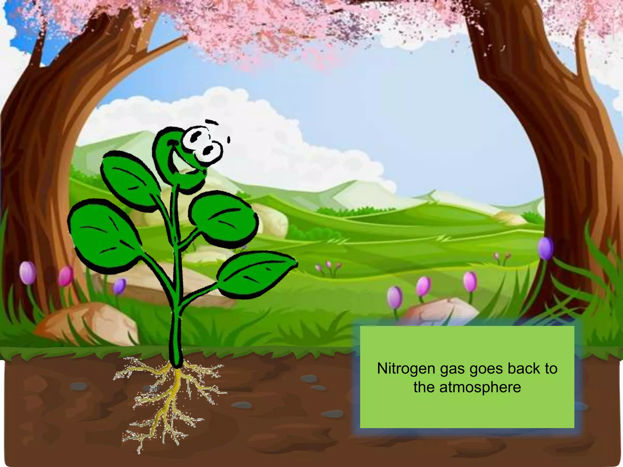 The Nitrogen Cycle | PPT
