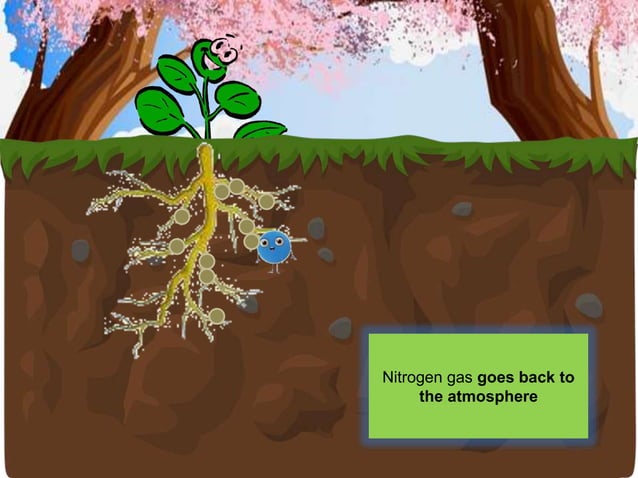The Nitrogen Cycle | PPT