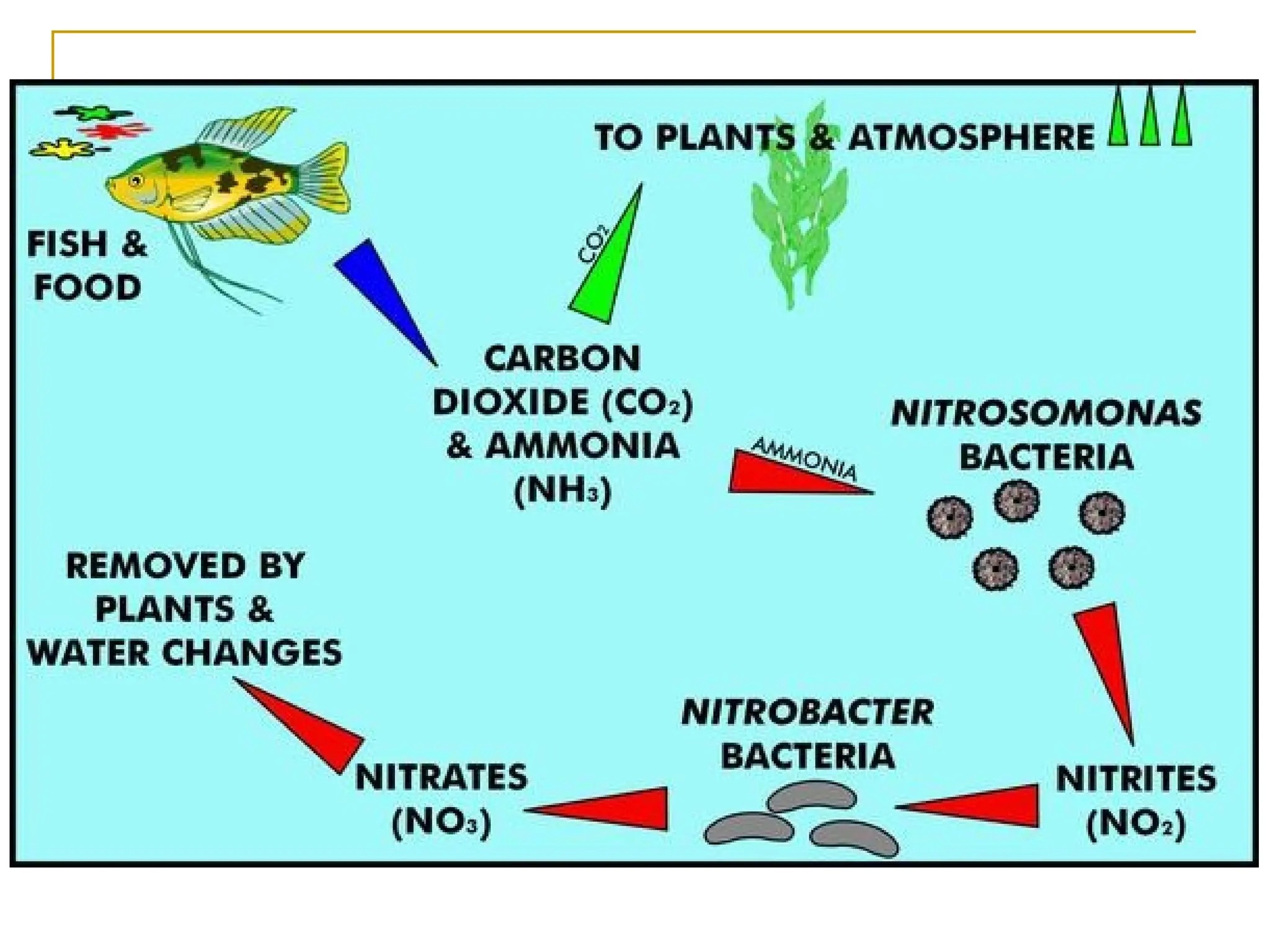 THE NITROGEN CYCLE for highschool student | PPTX | Gardening | Home ...