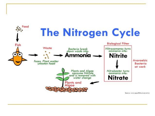 THE NITROGEN CYCLE for highschool student | PPT
